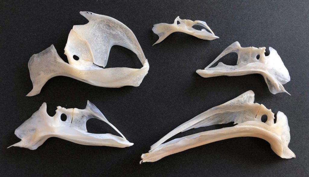 大人の自由研究・食卓から始まる自然の驚異への誘い | 空間と体験の可能性を追求するメディア「nomlog（ノムログ）」 | 株式会社乃村工藝社