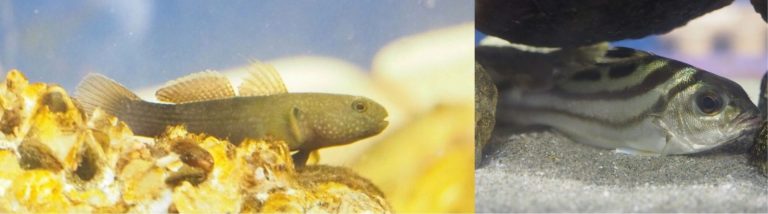 お台場水族館プロジェクト生徒の発案から始まった「こどもまんなか」の学校づくり | 空間と体験の可能性を追求するメディア「nomlog（ノムログ）」 | 株式会社乃村工藝社